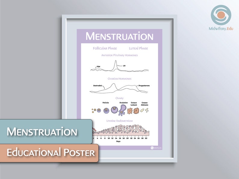 Menstruation Educational Poster - Etsy