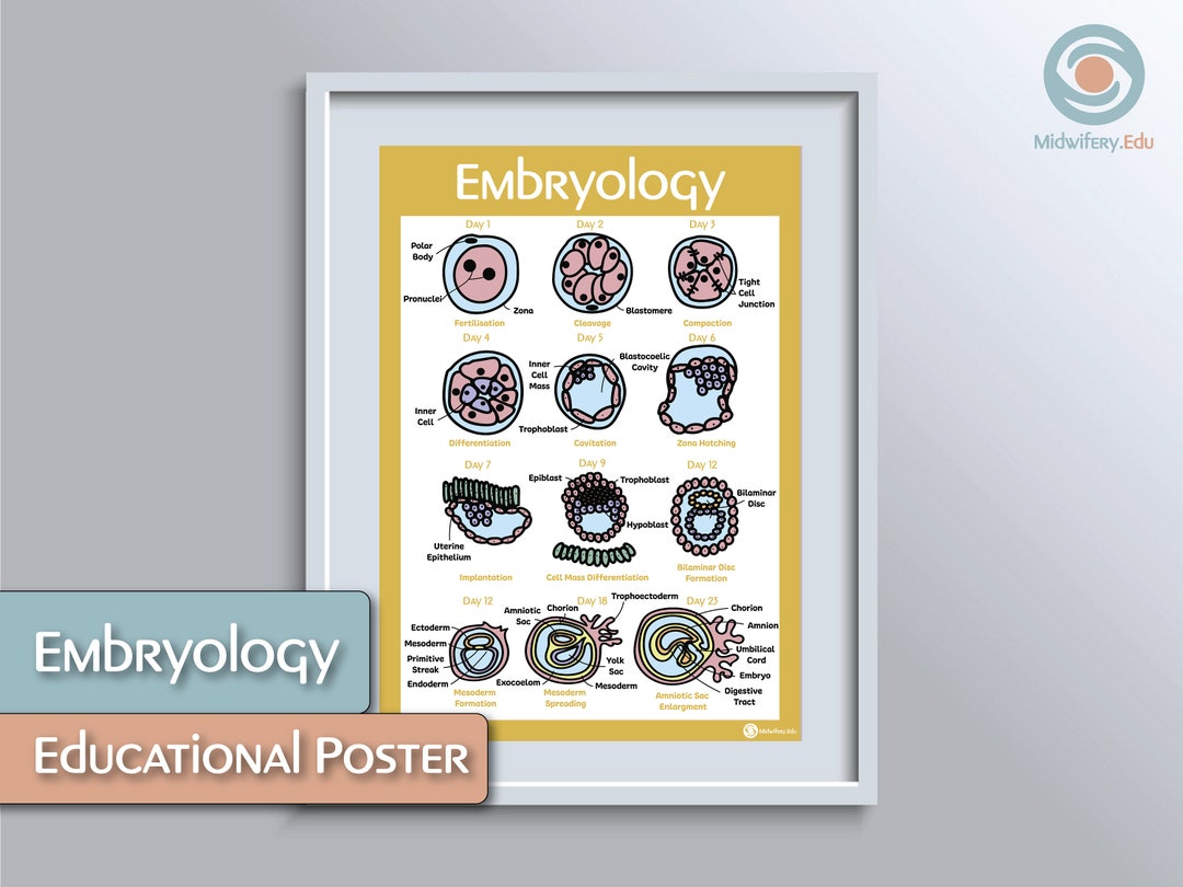 Embryology Educational Poster - Etsy