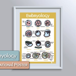 Embryology Educational Poster - Etsy