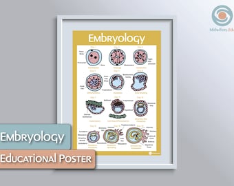 Garden Flowers Large Laminated Educational Poster - Etsy