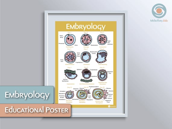 Embryology Educational Poster | Etsy
