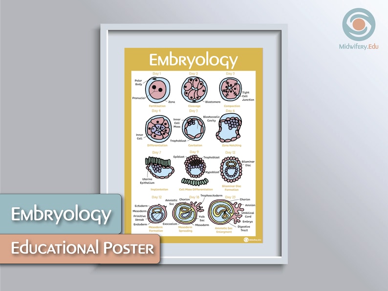 Embryology Educational Poster - Etsy