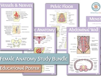 Female Anatomy | Etsy