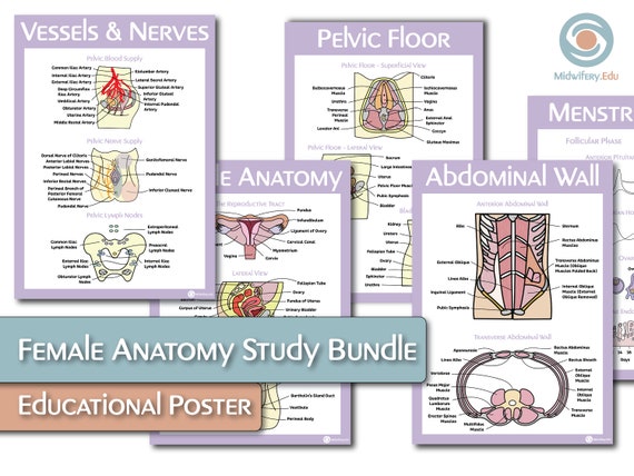 The Female Reproductive Anatomy Educational Poster Bundle | Etsy