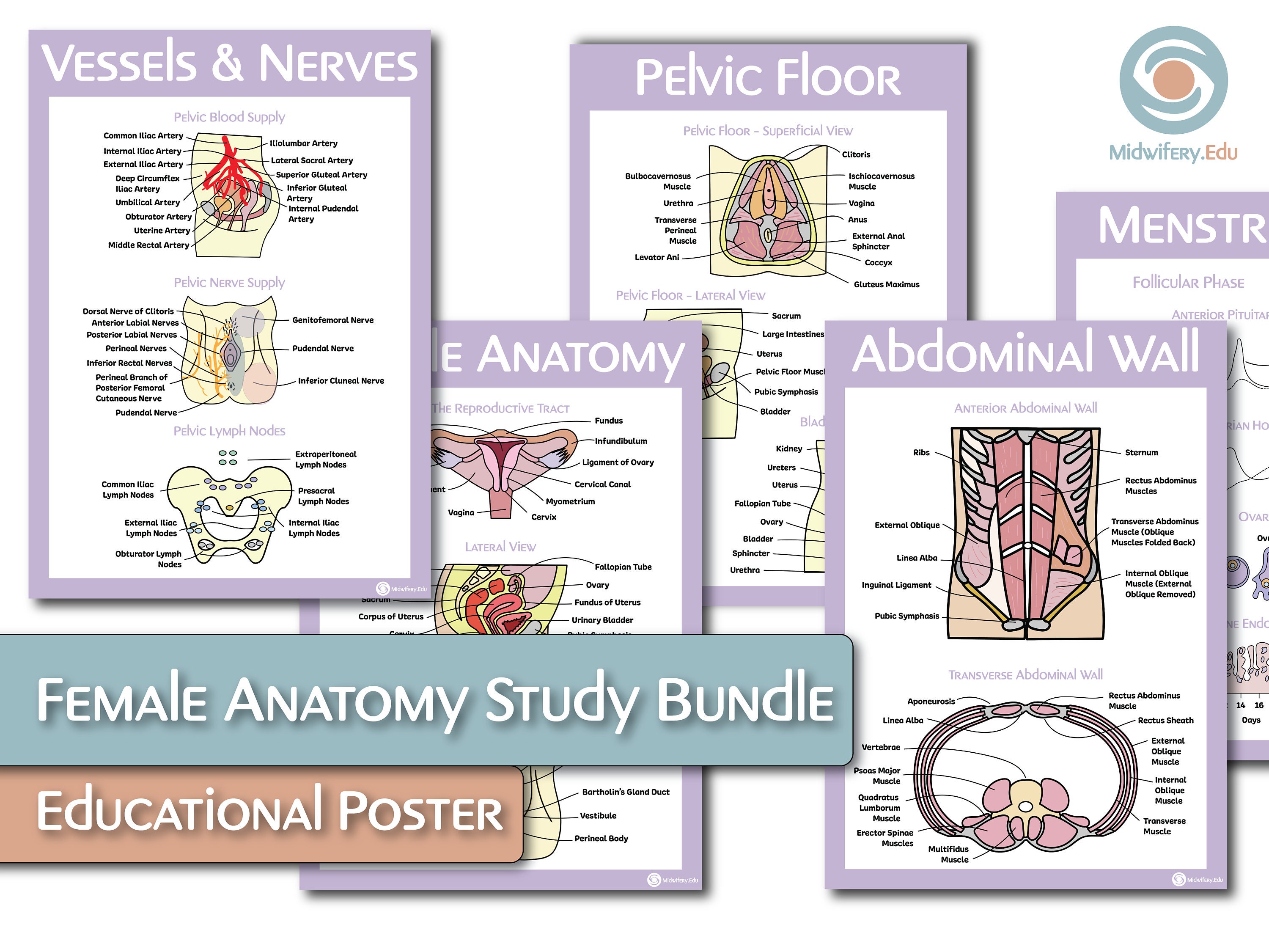 The Female Reproductive Anatomy Educational Poster Bundle | Etsy
