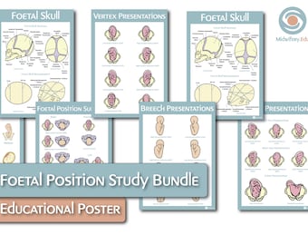 Placenta Educational Poster Study Bundle | Etsy