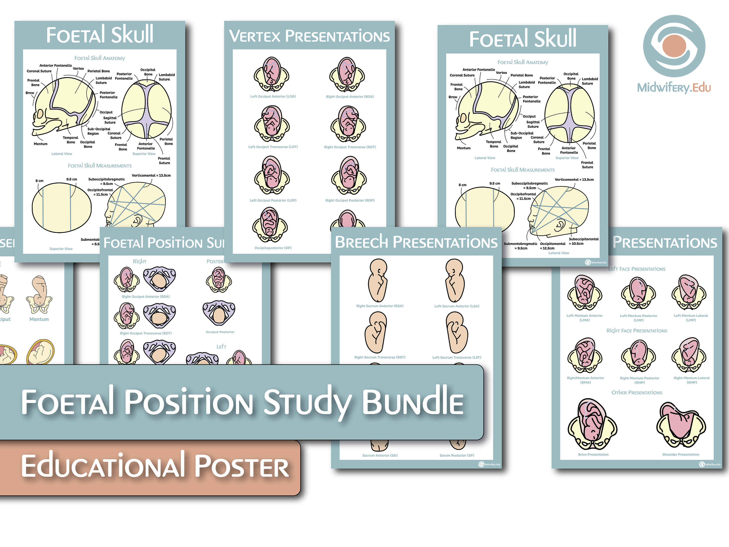 Vertex Position Fetal Position In