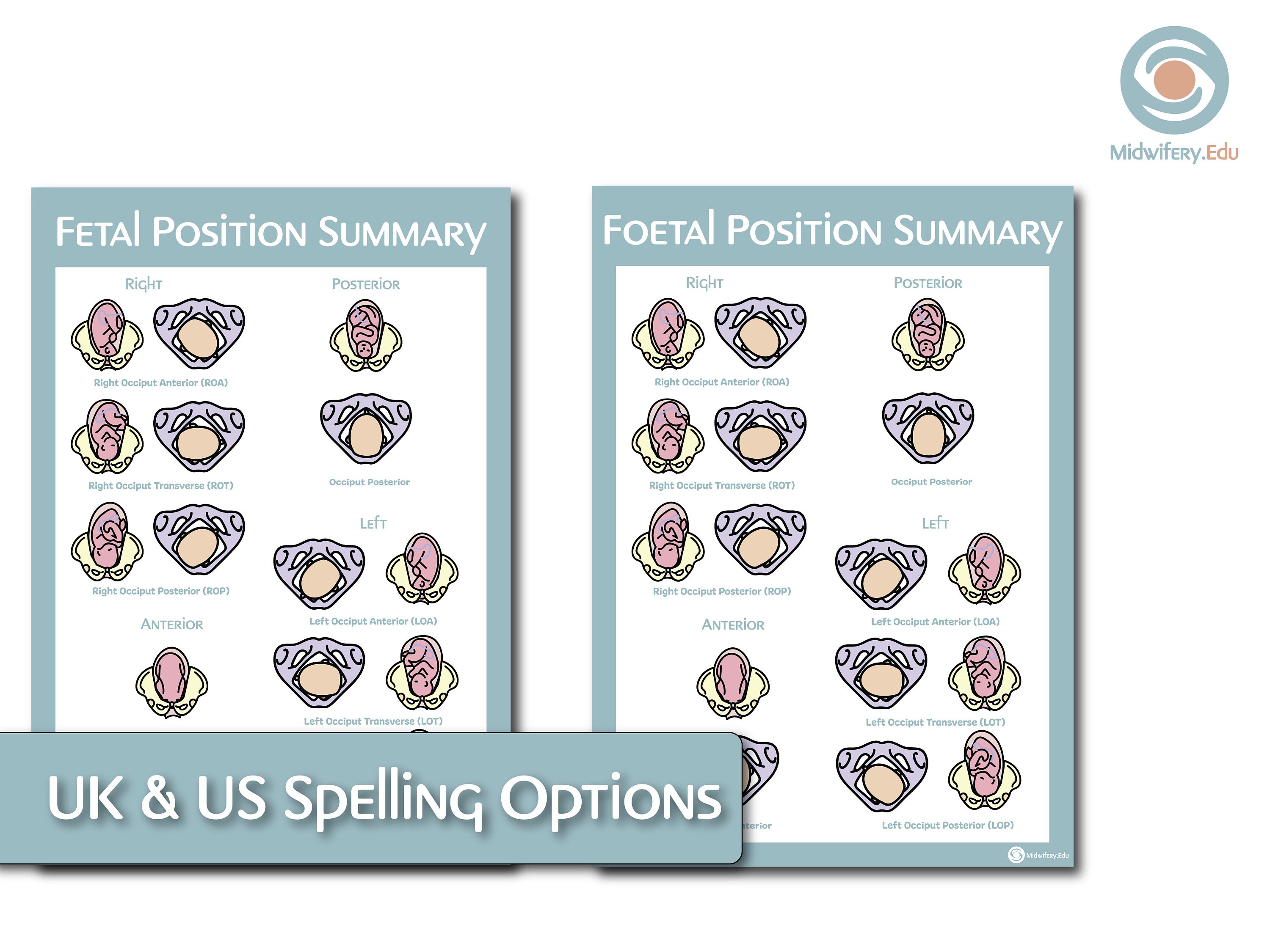 Foetal/Fetal Position Study Bundle Educational Poster | Etsy