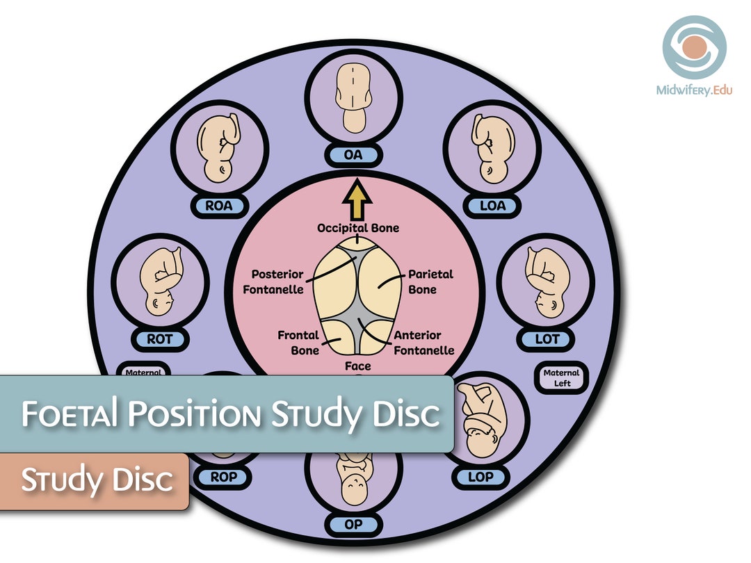 Foetal Position Study Disc - Etsy