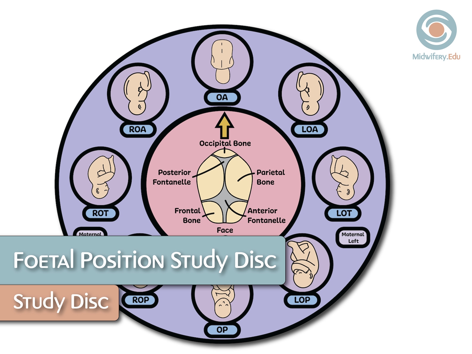Foetal Position Study Disc - Etsy Australia