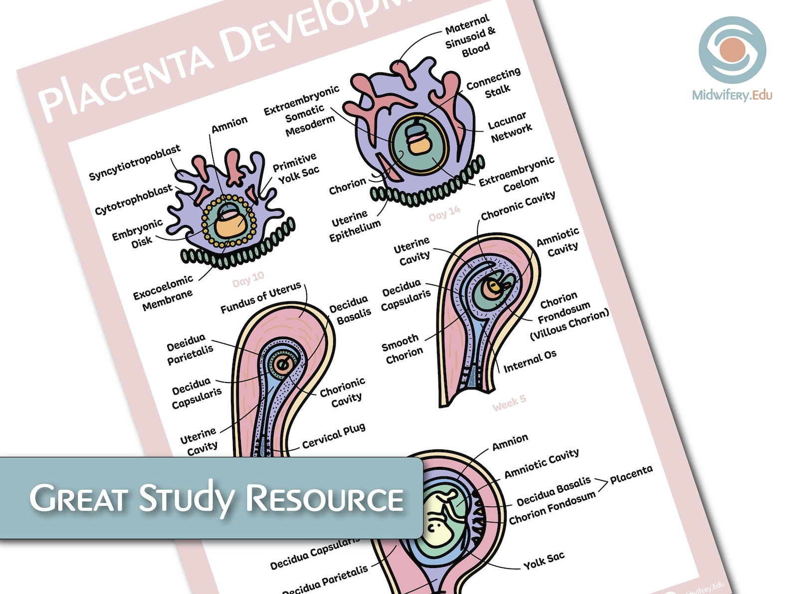 Placenta Educational Poster Study Bundle | Etsy