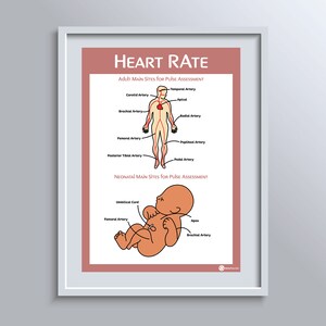 Heart Rate Educational Poster - Etsy