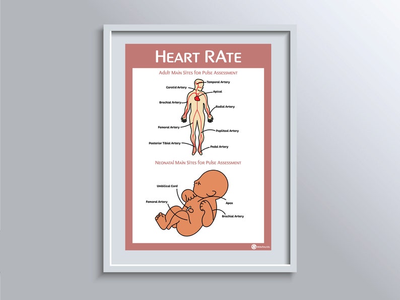 Heart Rate Educational Poster - Etsy