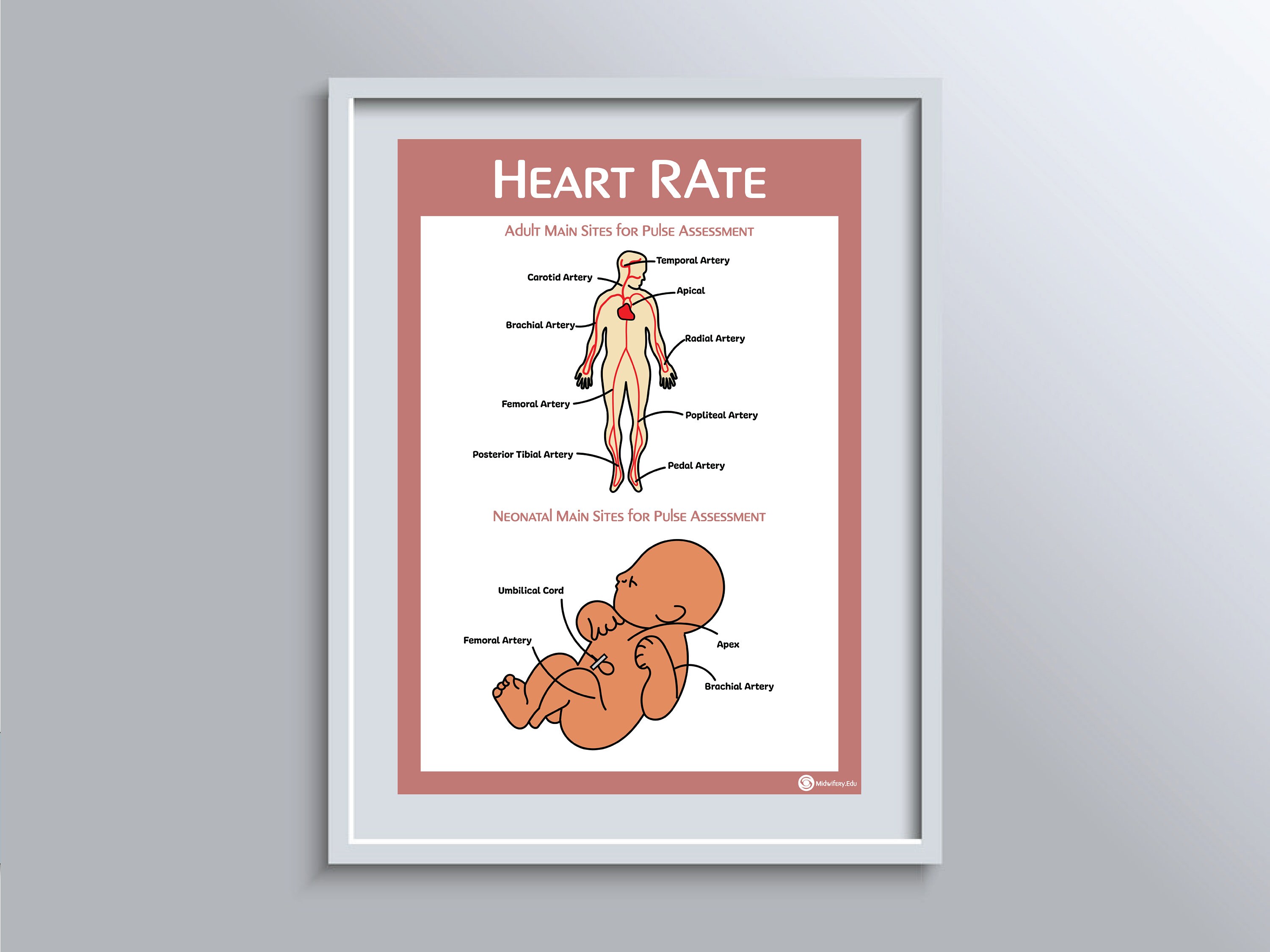 Heart Rate Educational Poster - Etsy