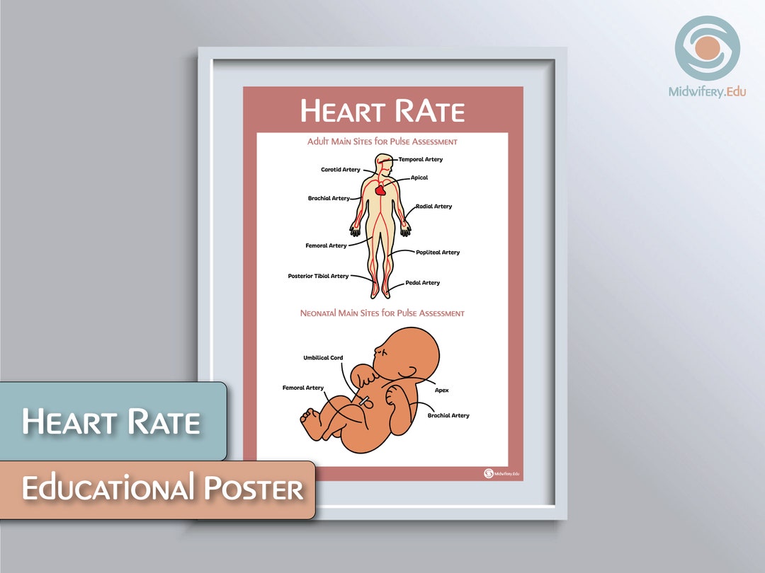 Heart Rate Educational Poster - Etsy