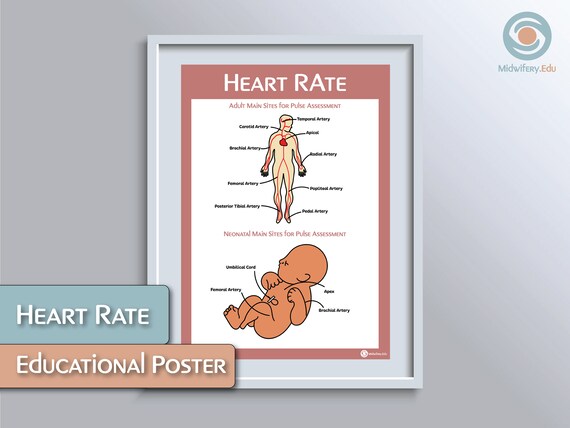 Heart Rate Educational Poster | Etsy