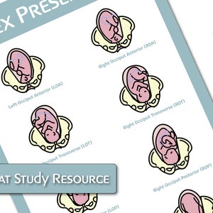 Foetal/fetal Position Study Bundle Educational Poster - Etsy
