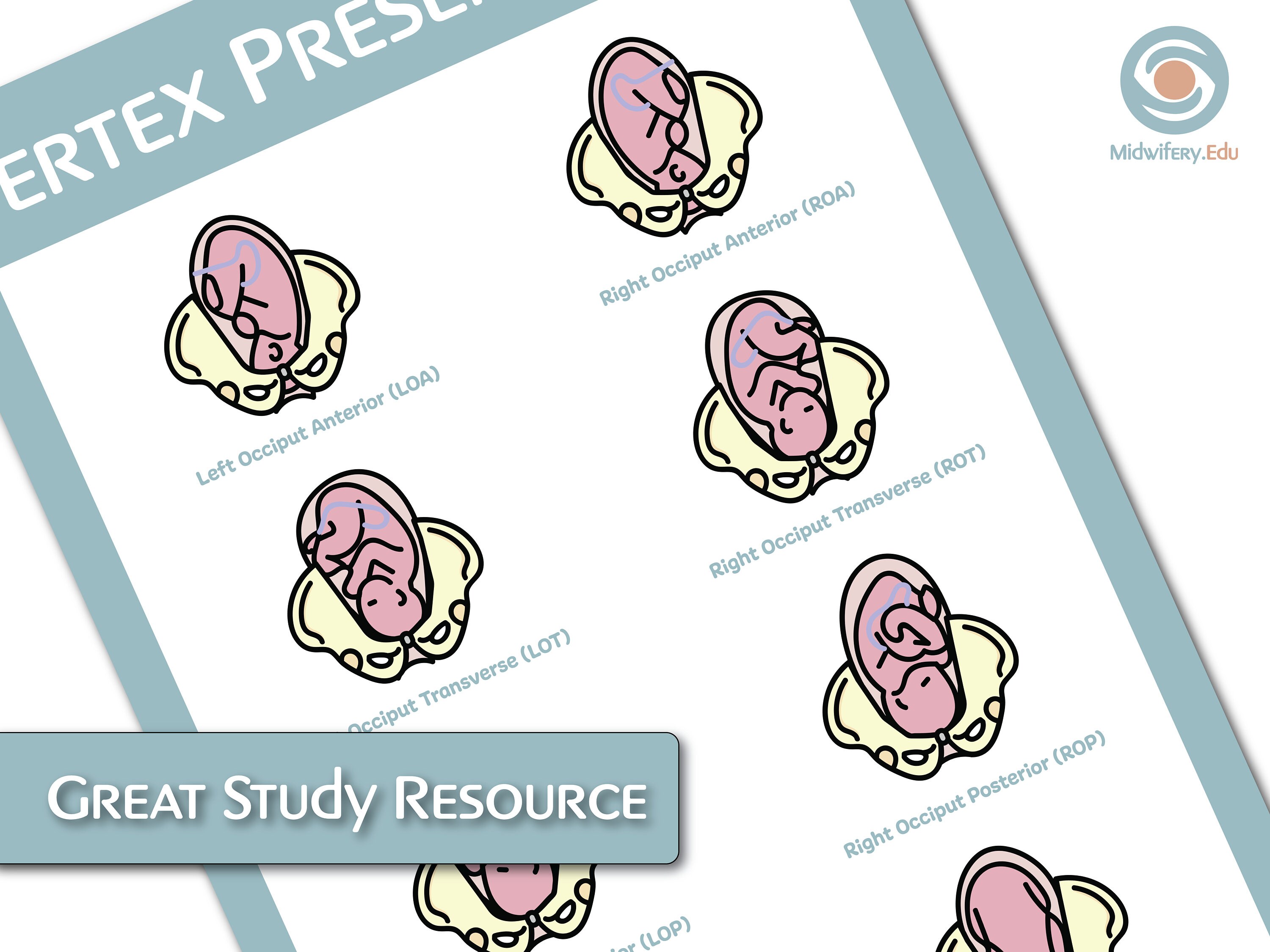 Foetal/fetal Position Study Bundle Educational Poster - Etsy Australia