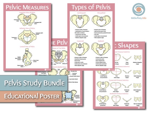 Pelvis Educational Poster Bundle | Etsy UK