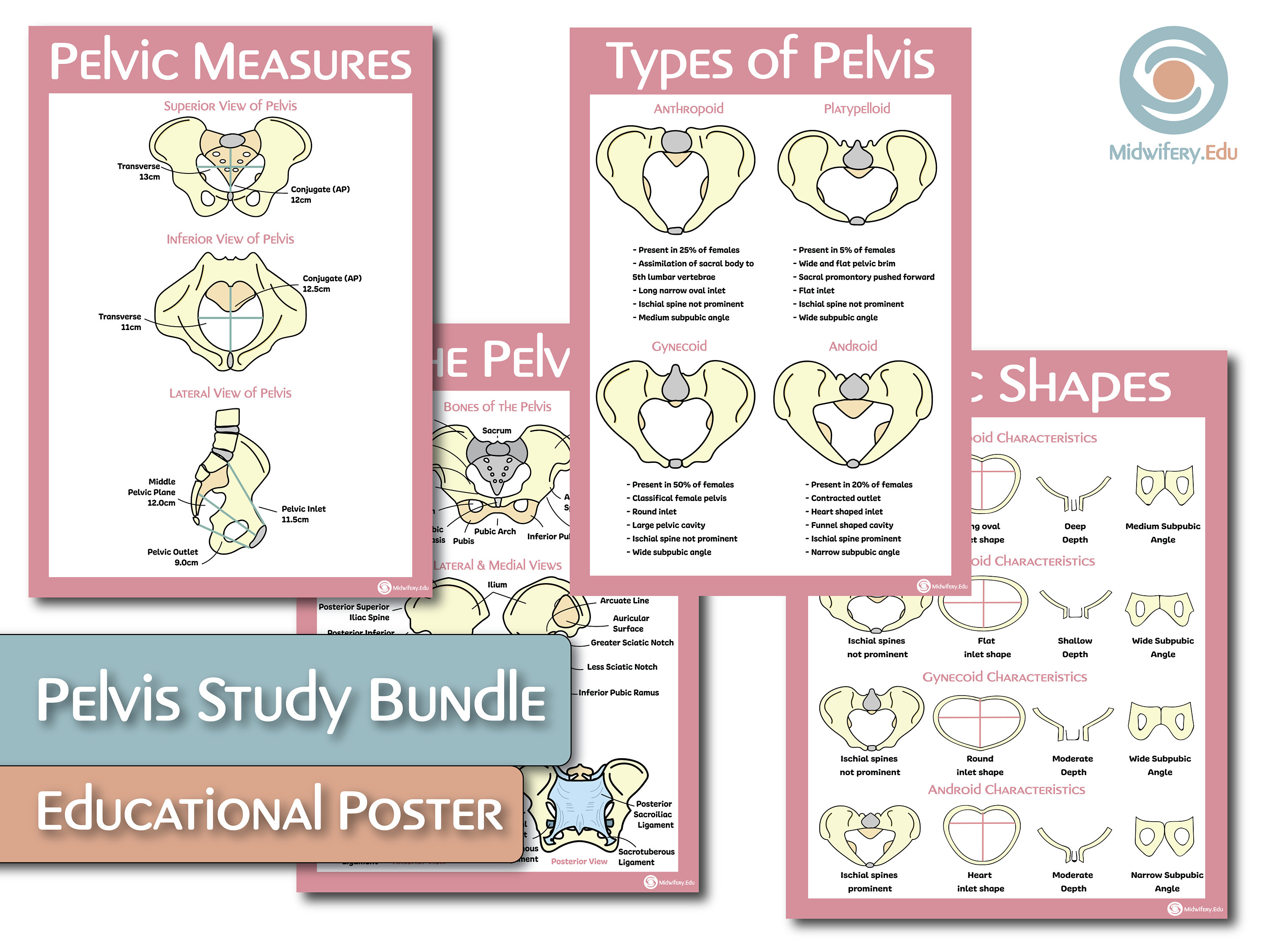Pelvis Educational Poster Bundle - Etsy