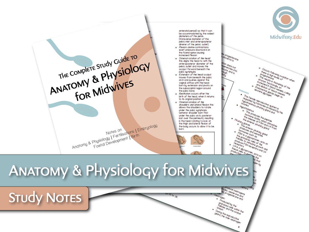 Anatomy & Physiology for Midwives Study Guide - Etsy