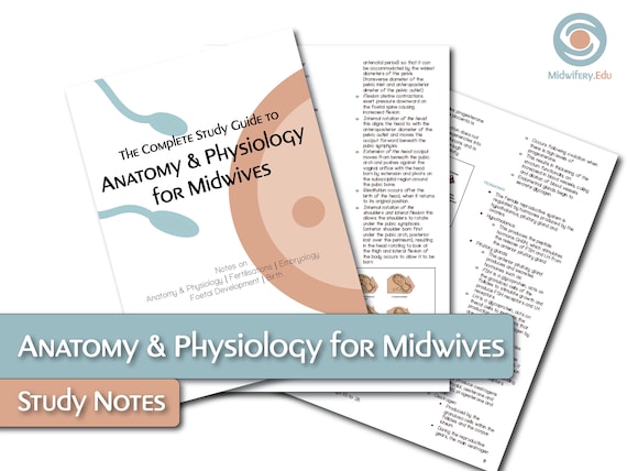 Anatomy & Physiology for Midwives Study Guide | Etsy
