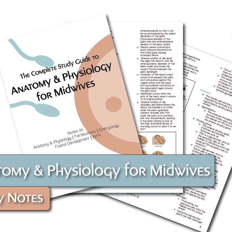 Maternity Study Guide - Etsy