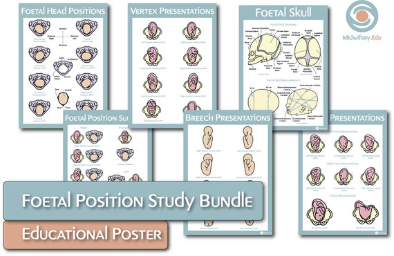 Foetal/Fetal Position Study Bundle Educational Poster | Etsy