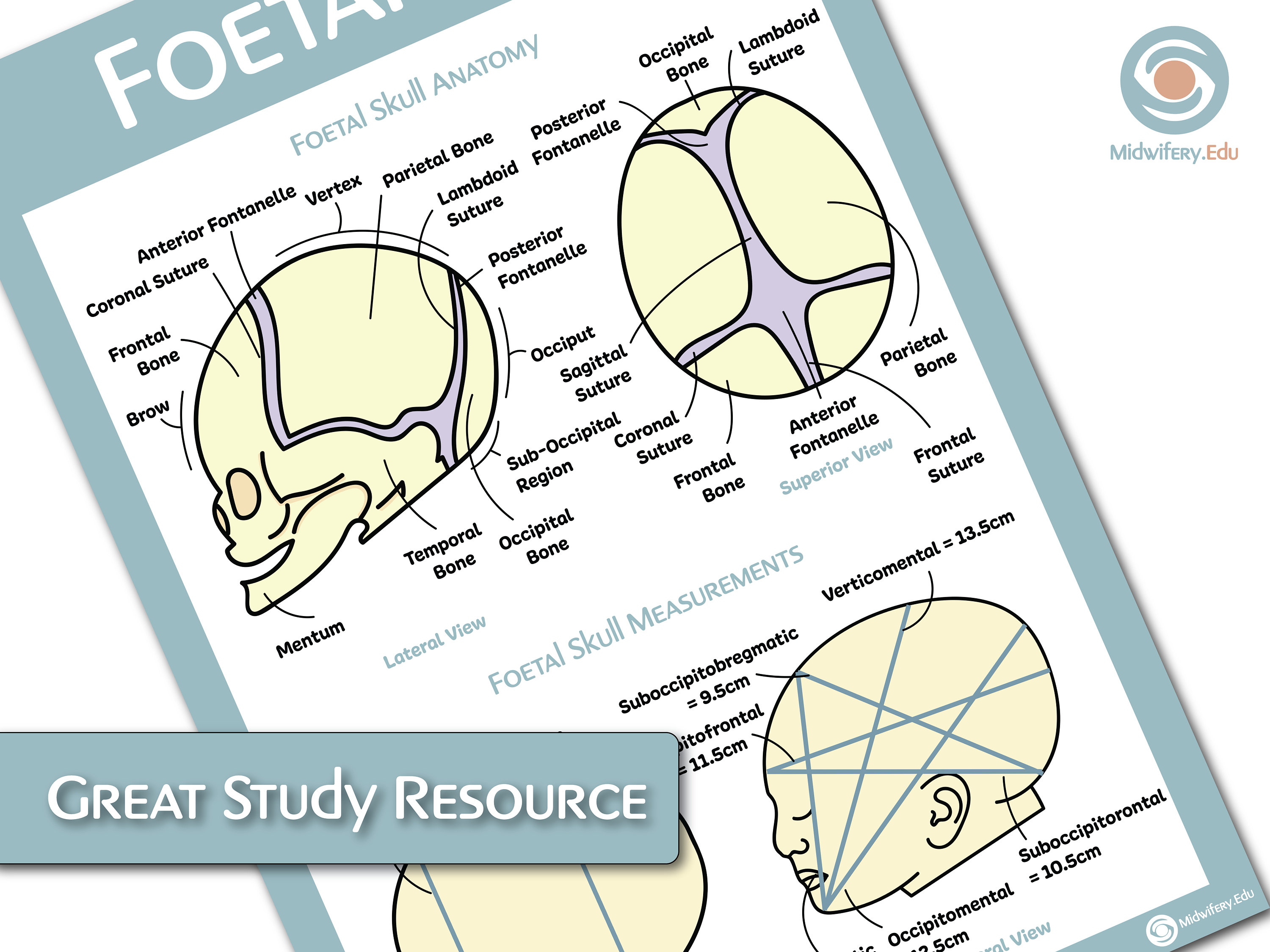 Affiche éducative sur l'étude de la position fœtale/fœtale - Etsy France