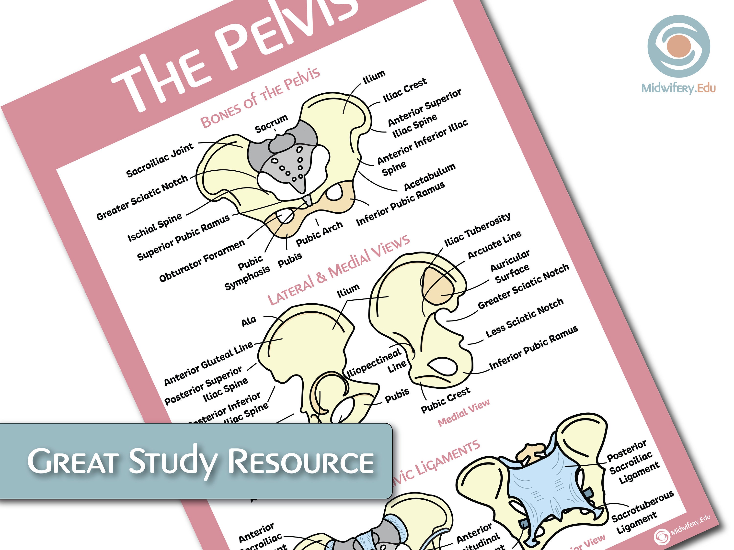 Pelvis Educational Poster Bundle - Etsy