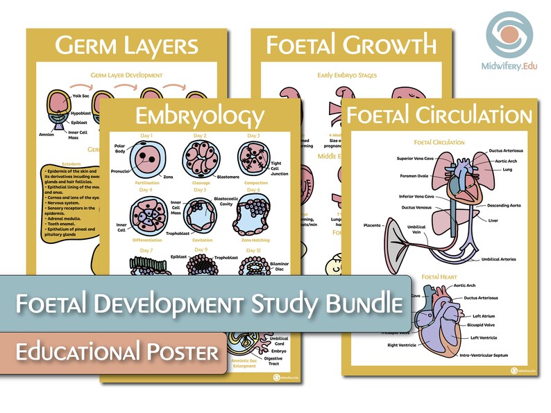 Foetal Development Educational Poster Series - Etsy