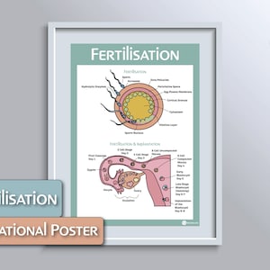 Fertilisation Educational Poster - Etsy