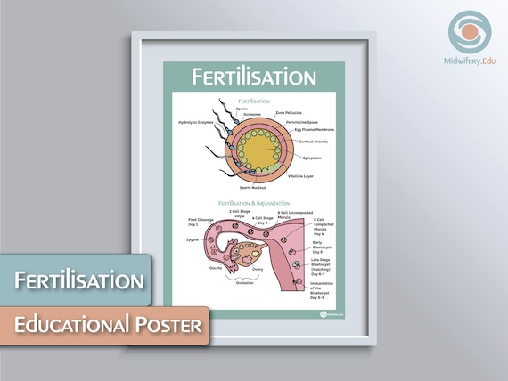 Fertilisation Educational Poster | Etsy