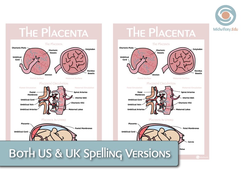 Placenta Educational Poster Study Bundle | Etsy