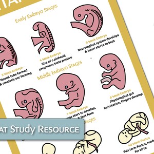 Foetal Development Educational Poster Series - Etsy