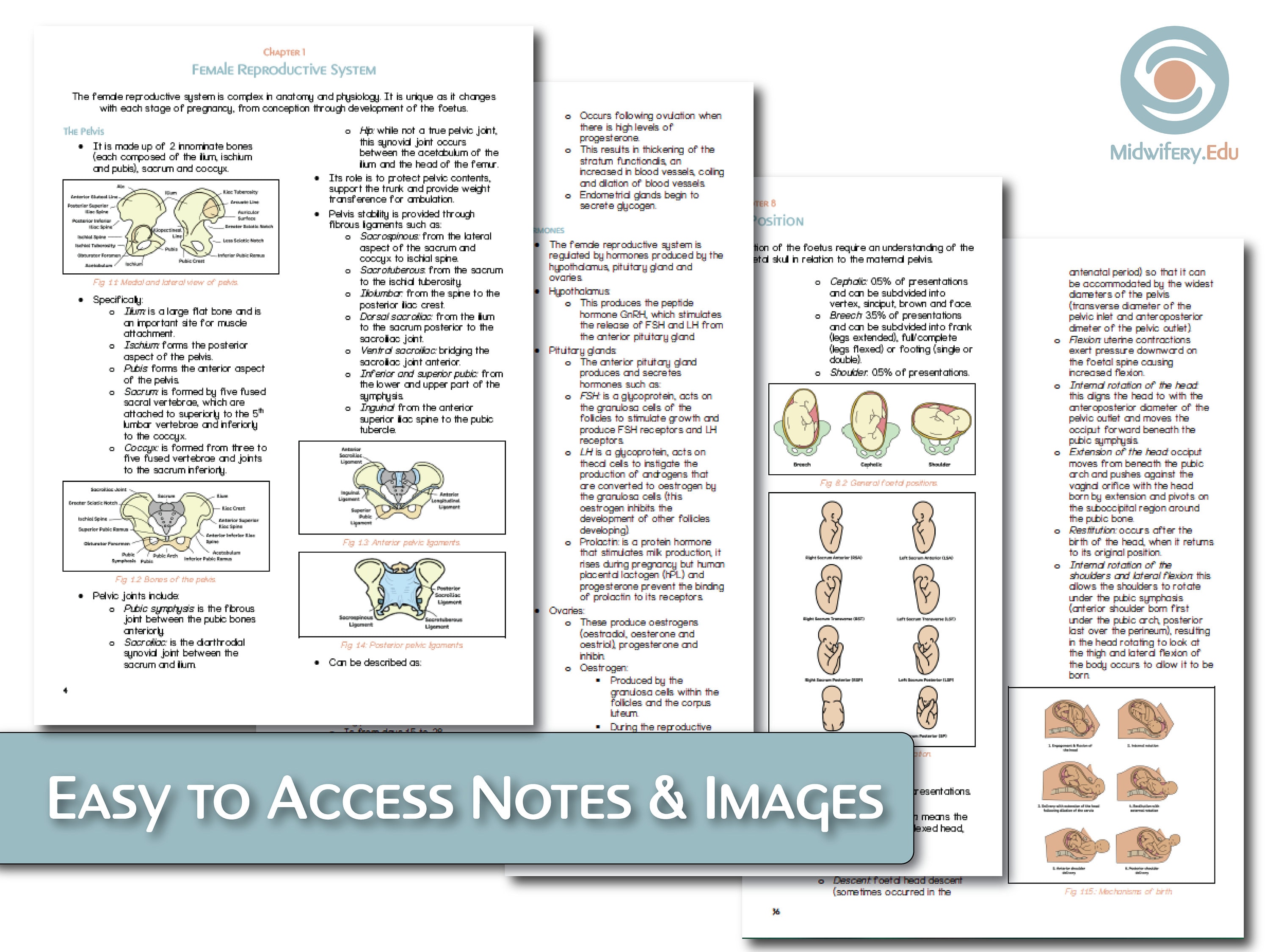 Anatomy & Physiology for Midwives Study Guide - Etsy Australia