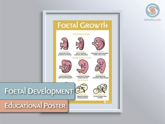 Foetal Development Educational Poster | Etsy