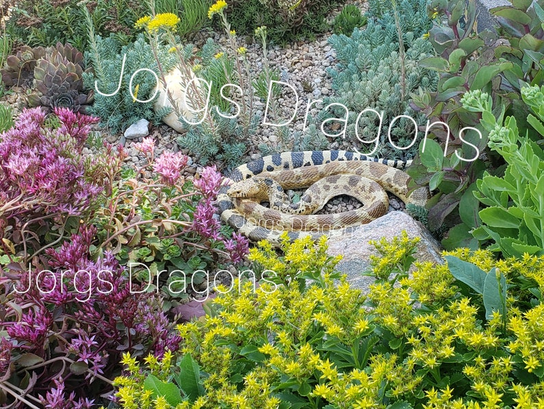 Bull Snake Garden Statue - Etsy