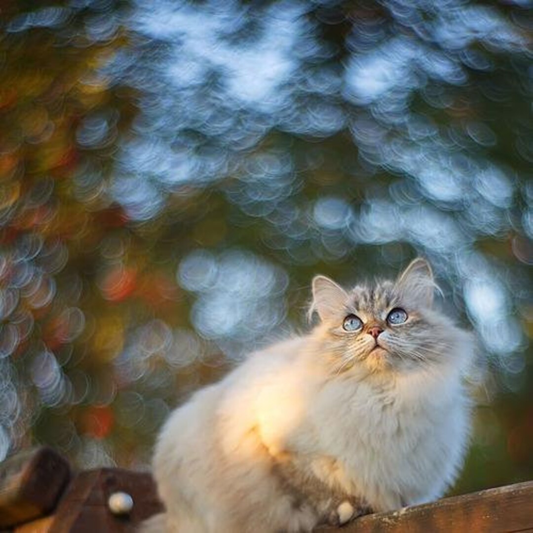 PETZVAL Swirly Bokeh Modified From Vintage Lens Helios-44m-6 Adapter Fudji X - Etsy