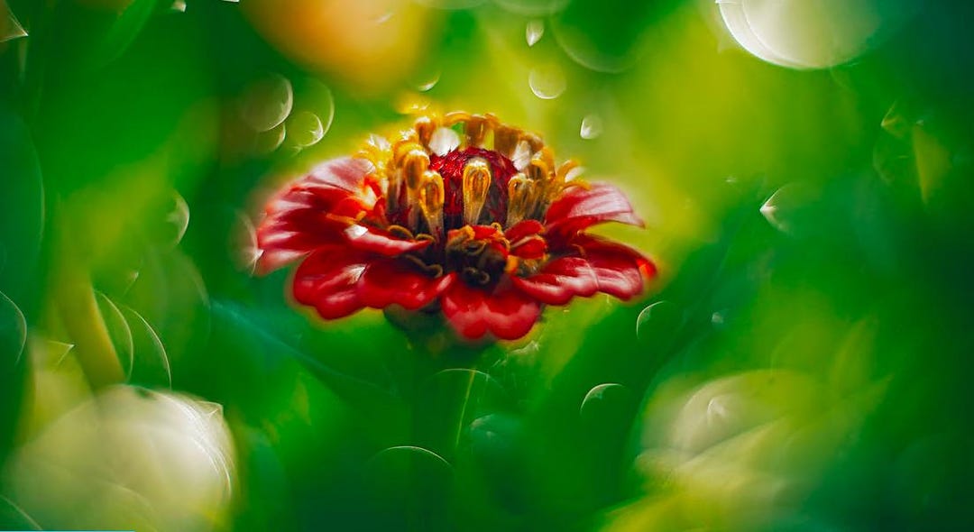 Petzval Modified Lens Helios 44M 58mm F2 "bubble Effect" Vintage Lens ...