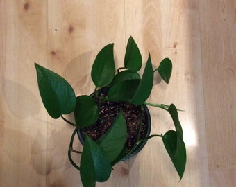 Pathos House Plant | Etsy