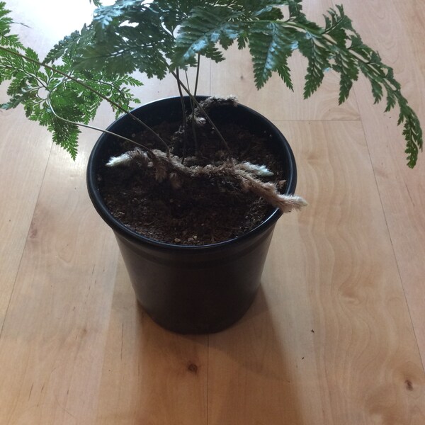 Rabbit Foot Fern - Etsy