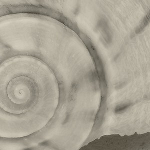 Beach Wall Art | Minimalist Seashell Spiral Series Set of 3 in Sepia ...