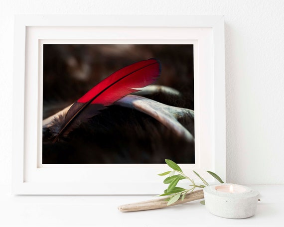 Red Feather Print Red Turaco Feather Feather Wall Art - Etsy