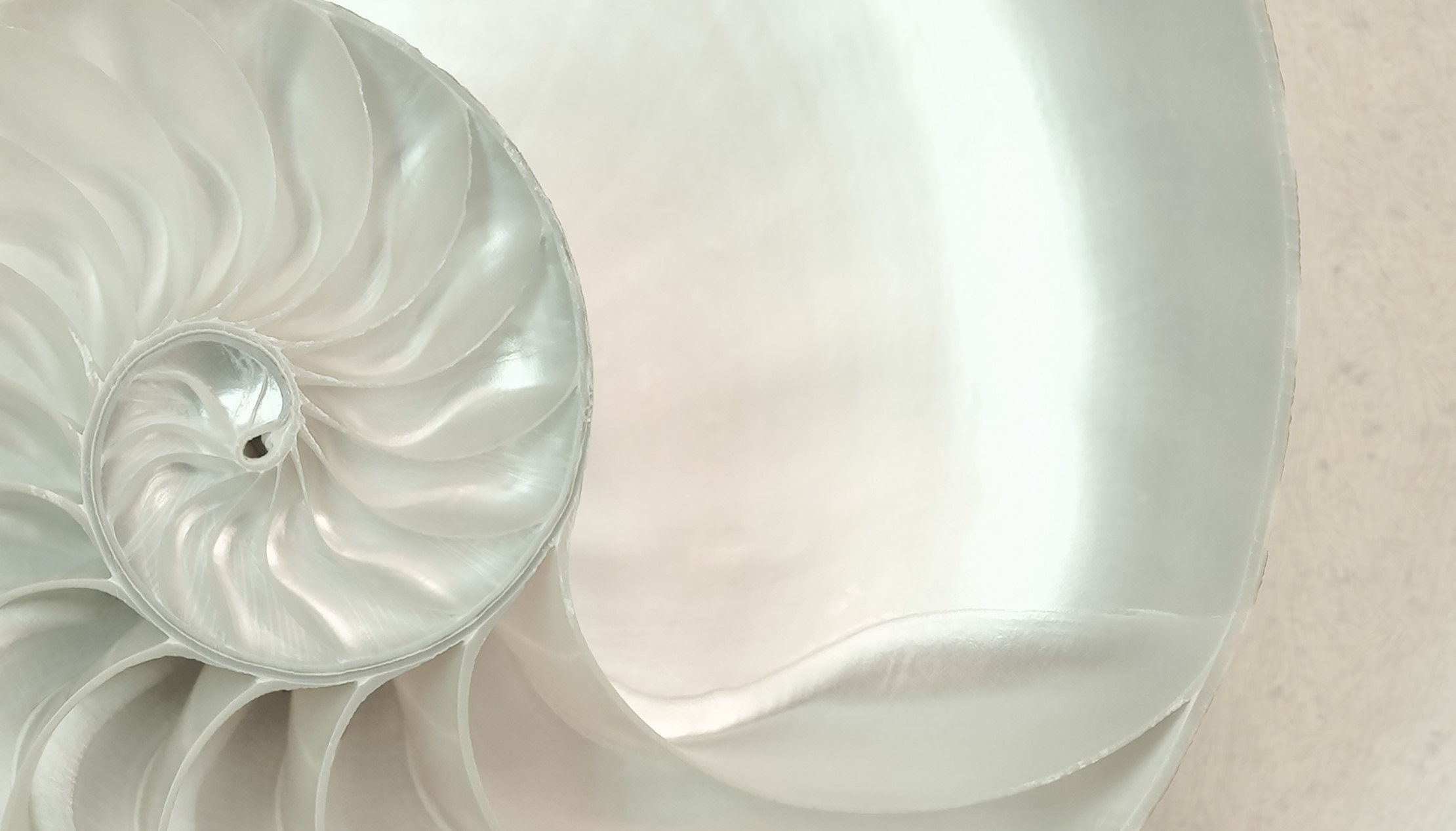 Beach Wall Art | Minimalist Seashell | Nautilus Shell Interior ...