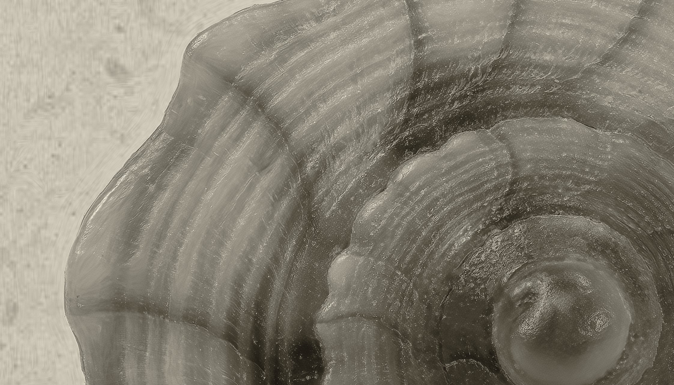 Beach Wall Art | Minimalist Seashell Spiral Series Set of 3 in Sepia ...