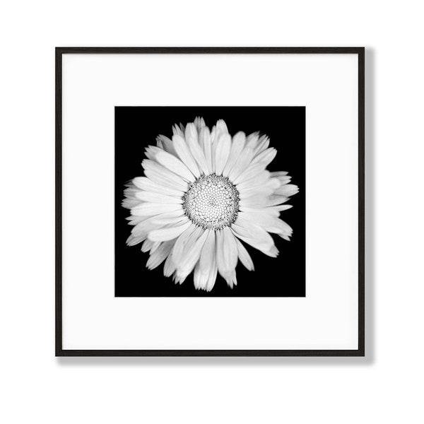 Black and White Flower Photo Prints - Etsy