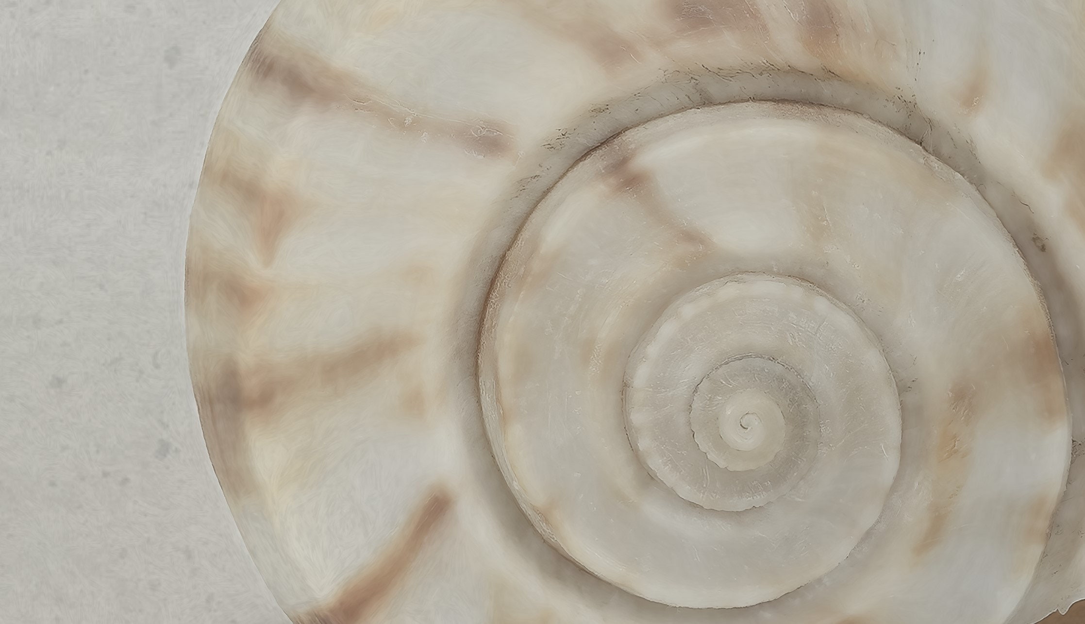 Beach Wall Art Minimalist Seashell Spiral Series Set of 3 in - Etsy