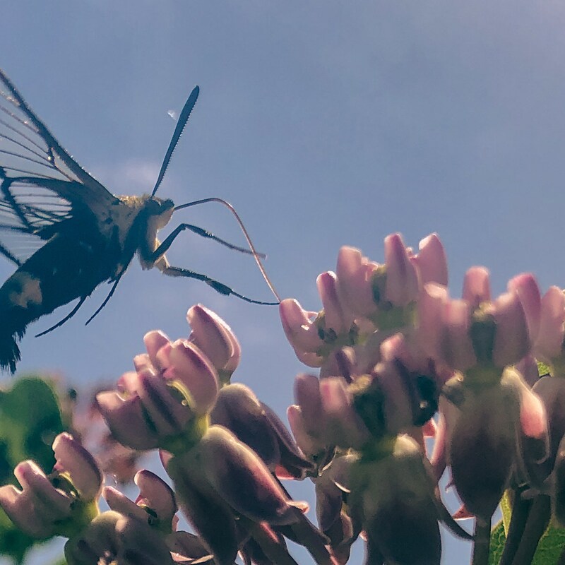 Hummingbird Moth - Etsy
