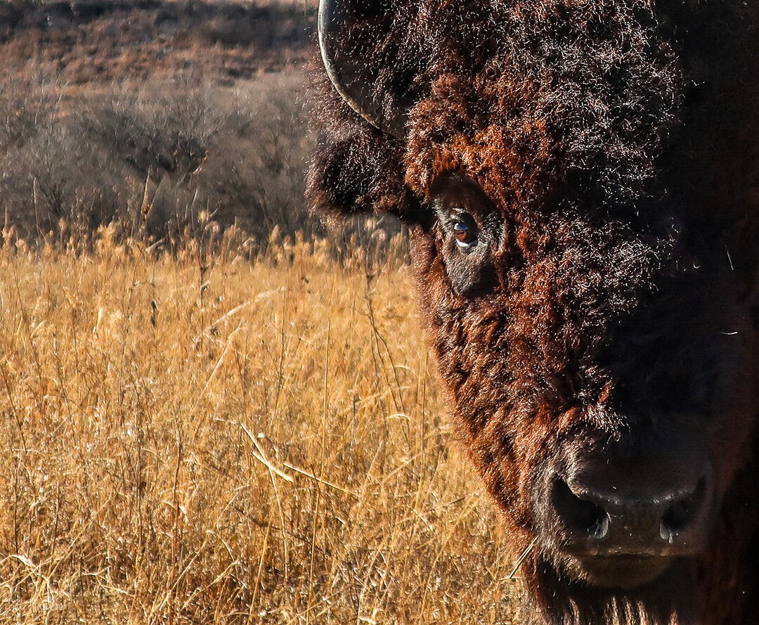 Bison Bull in the Sun - Etsy
